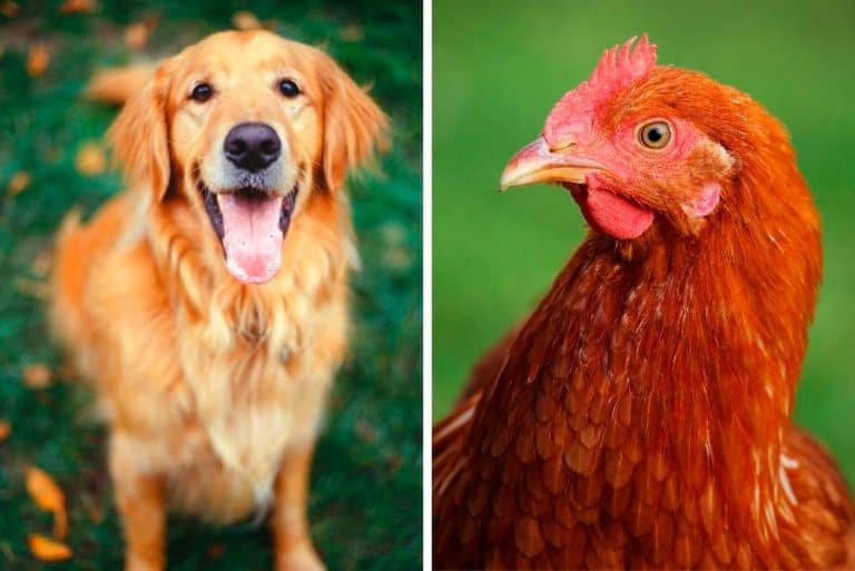Are Golden Retrievers Good With Chickens? (Explained!) – Loyal Goldens