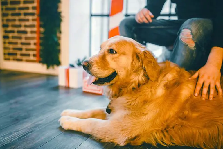 11 Reasons Your Golden Retriever Lays on Your Feet – Loyal Goldens